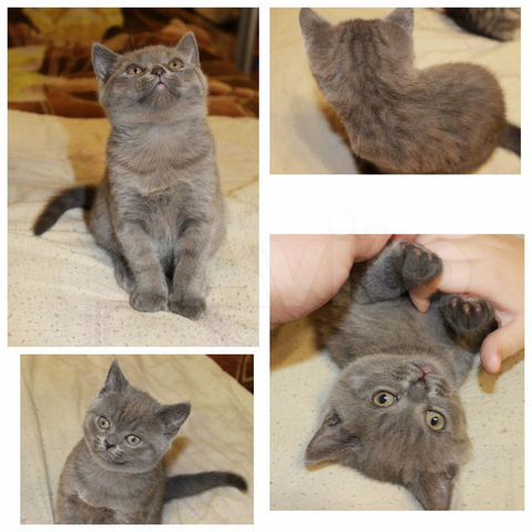 Шотландские котятки вискас