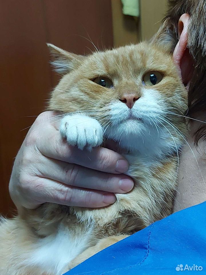 Рыжий кот для семьи