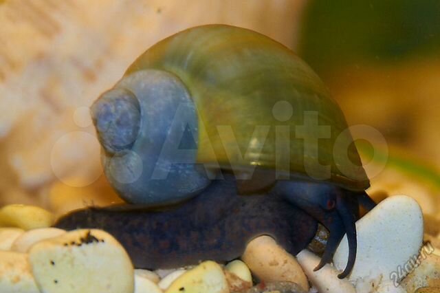 Ампуалярии желтые с синей ногой