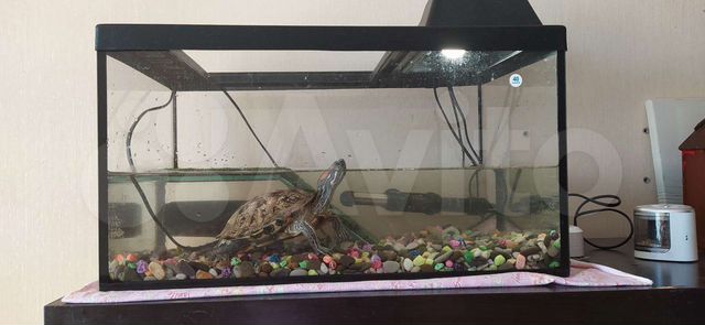 Террариум для красноухой черепахи