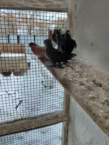 Голуби статные