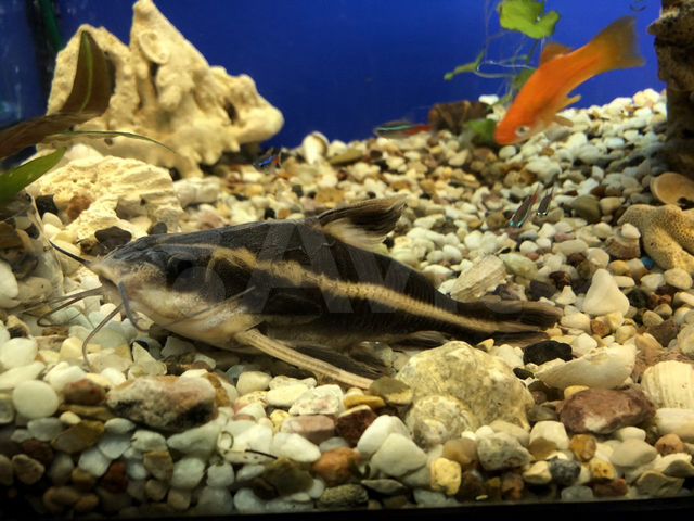 Рыба платидорус