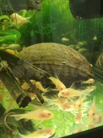 Аквариумные рыбки