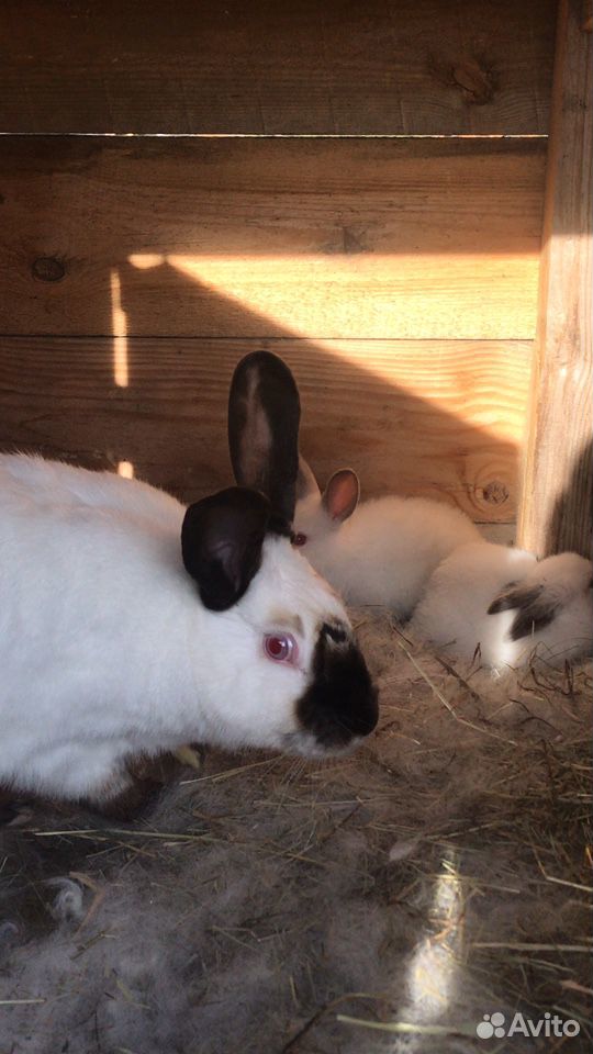 Калифорнийские крольчата на племя