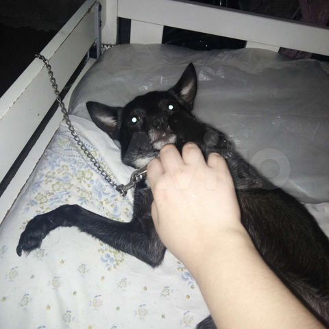 Мальчик чихуахуа ищет даму сердца