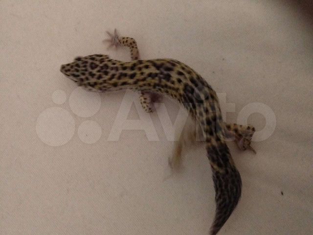 Геккон эублефар