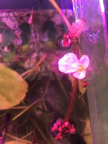 Аквариумные растения