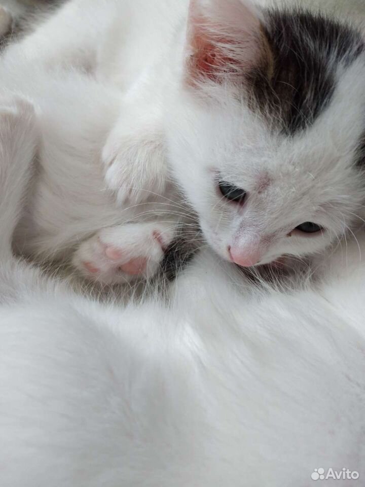 Котяточки, ласковые 3 нед Сибирские-длинношерстые