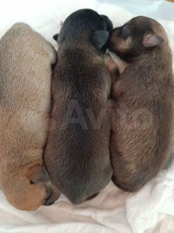 Той терьер щенки