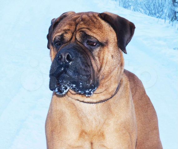 Бульмастиф собака