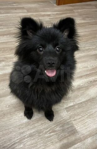 Щенок немецкого шпица