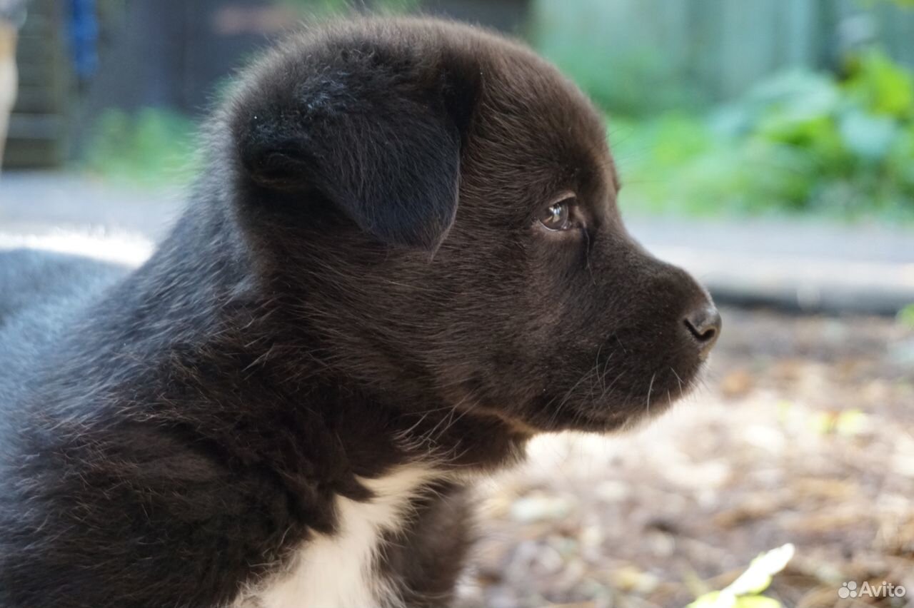 В добрые руки самые лучшие и преданные щенки-метис