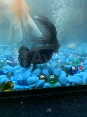 Аквариумные рыбки бесплатно