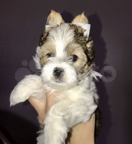 Щенки бивер йорка