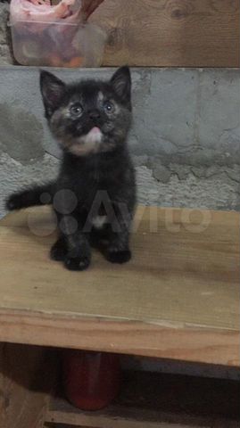 Британский котенок