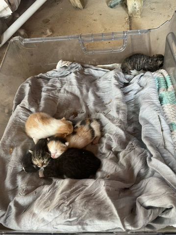Новорожденные котята ищут кормящую кошку