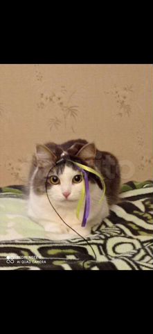 Кошка обыкновенная домашняя на вязку