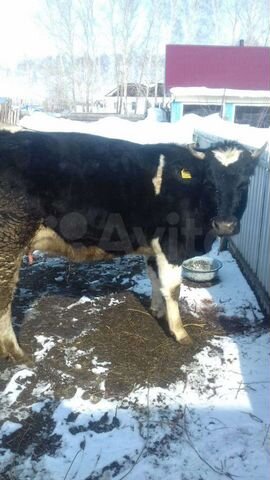 Корова дойная молочная