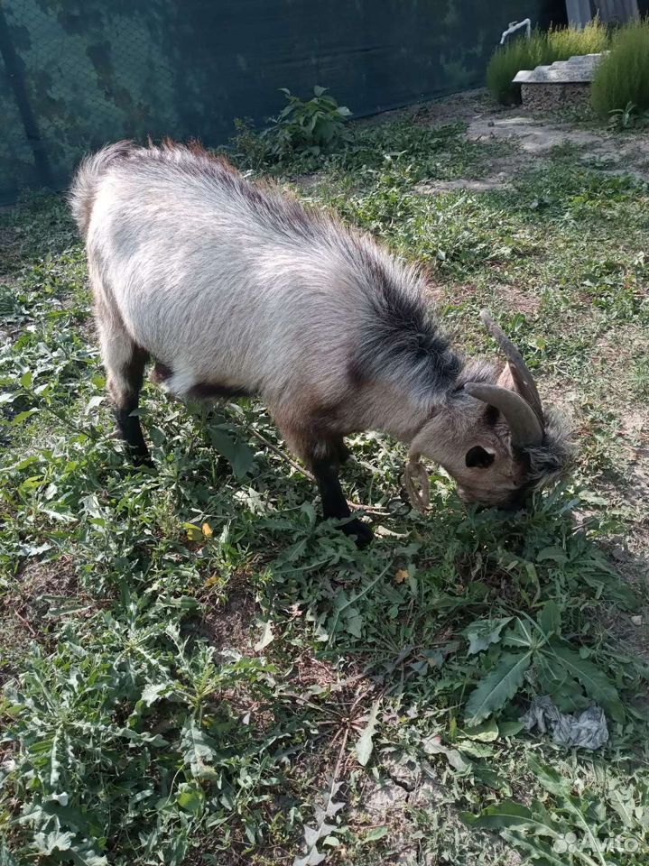 Молодой козел 9 месяцев