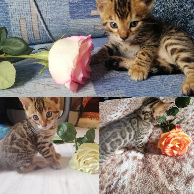 Бенгальская