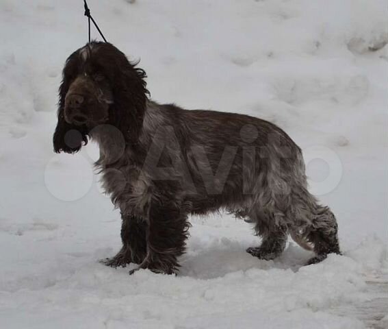 Девочка английского спаниеля