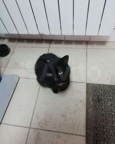 Кот. Нужен дом или передержка