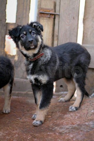 Машка ищет хозяина