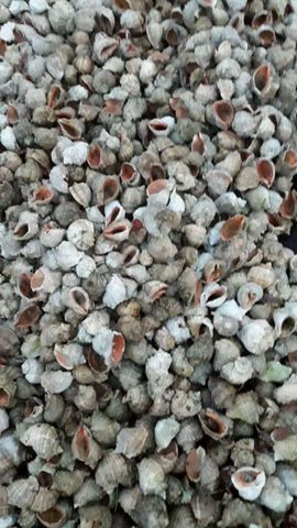 Рапан ракушка