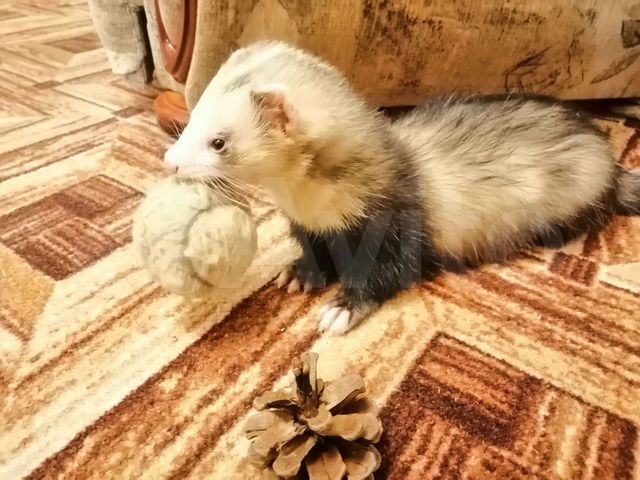 Хорек вязка Не продается