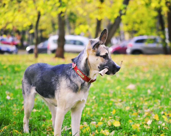 Восточноевропейская овчарка метис