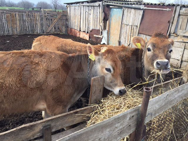 Телки годовалые