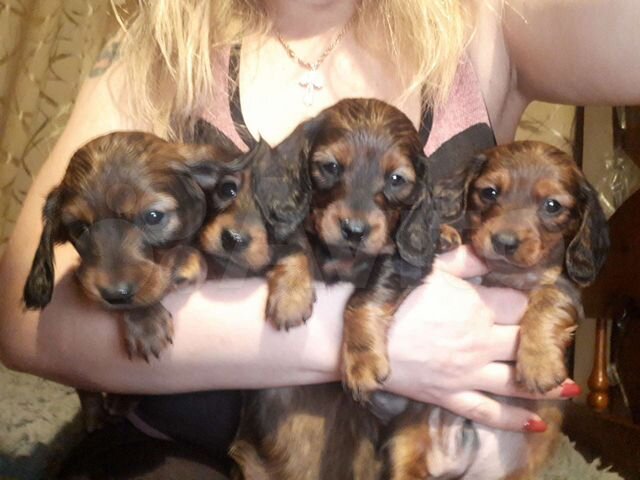 Такса миниатюрная длинношерстная готовы к резерву