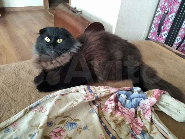 Кот шотландский колорпойнт