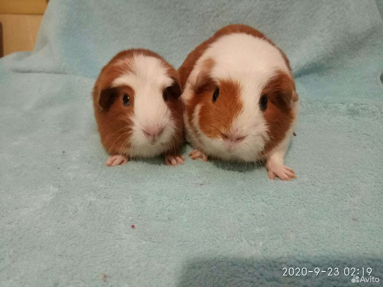 Цветной крестед мальчик