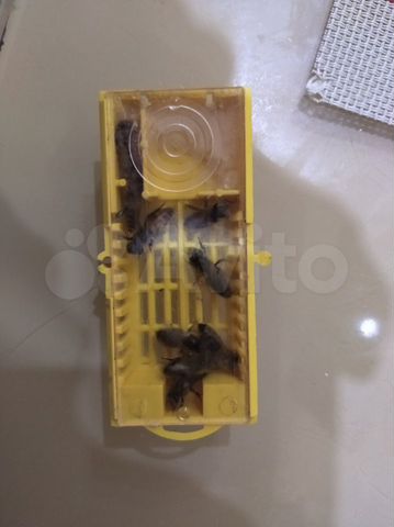 Пчелы живые(для лечения)