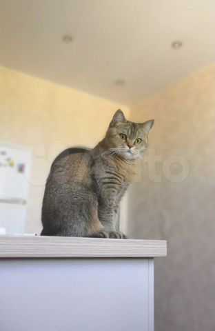 Британская кошка