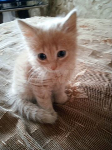 Отдам в добрые руки