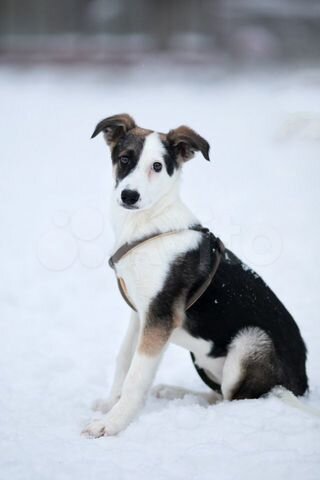 Щенок Инь-Янь ищет дом