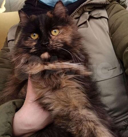 Красотка Юки