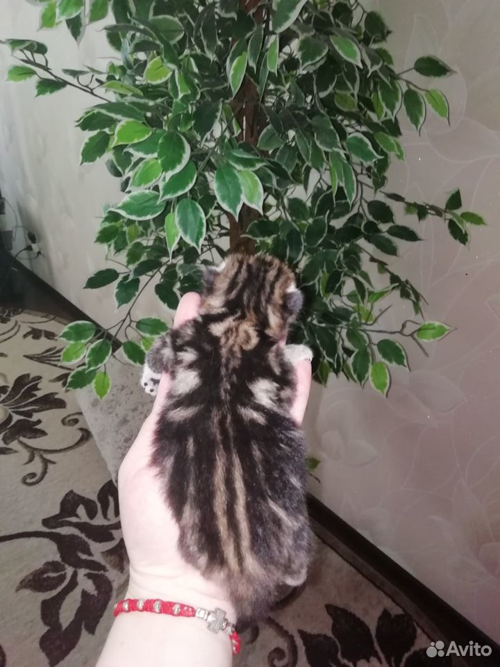 Шотландские котята