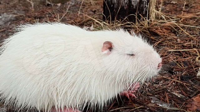 Семья нутрей