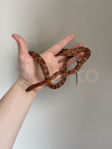 Пара 1.1 маисовых полозов het scaleless amel