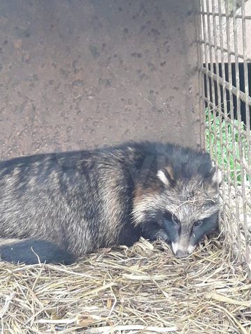 Енотовидная собака