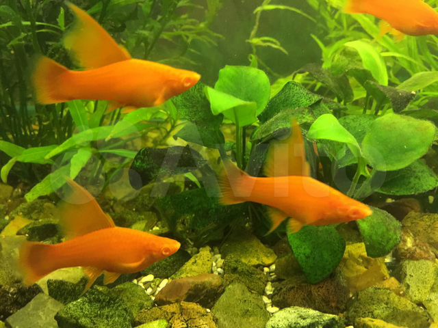 Меченосец флаговый красноглазый