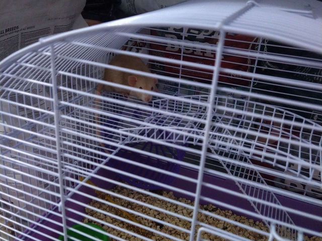 Декоративная крыса