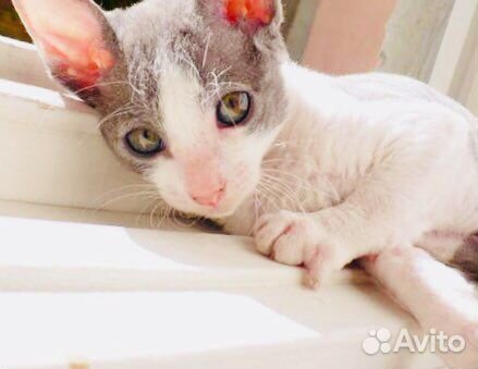 Корниш-рексики