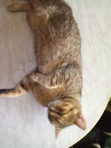 Кот Нафаня в добрые руки