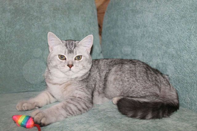 Шикарный котик