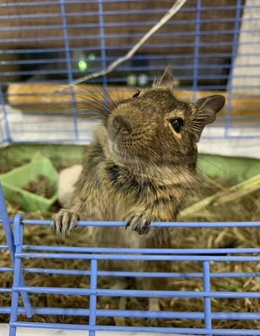 Белка дегу + клетка