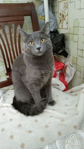 Вязка кот, мальчик ищет невесту